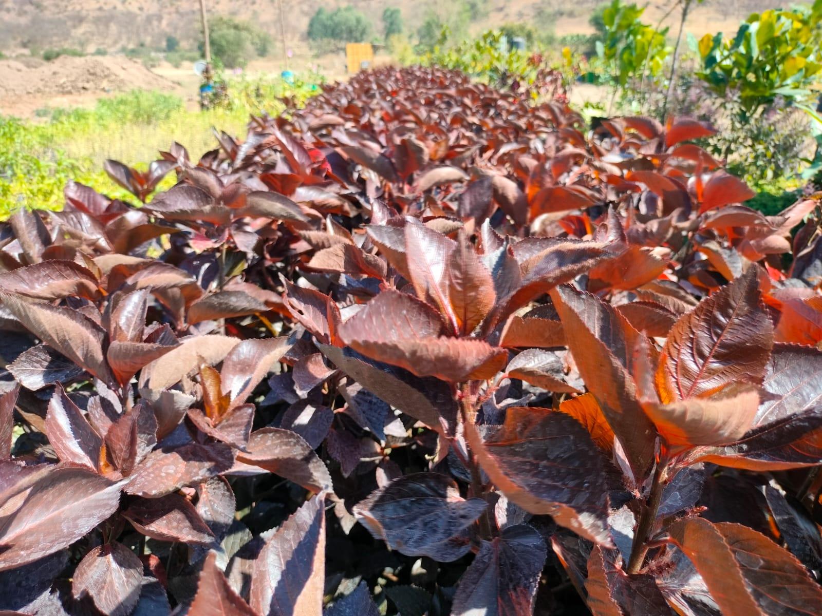 Acalypha wilkesiana Macrophylla – Mapro