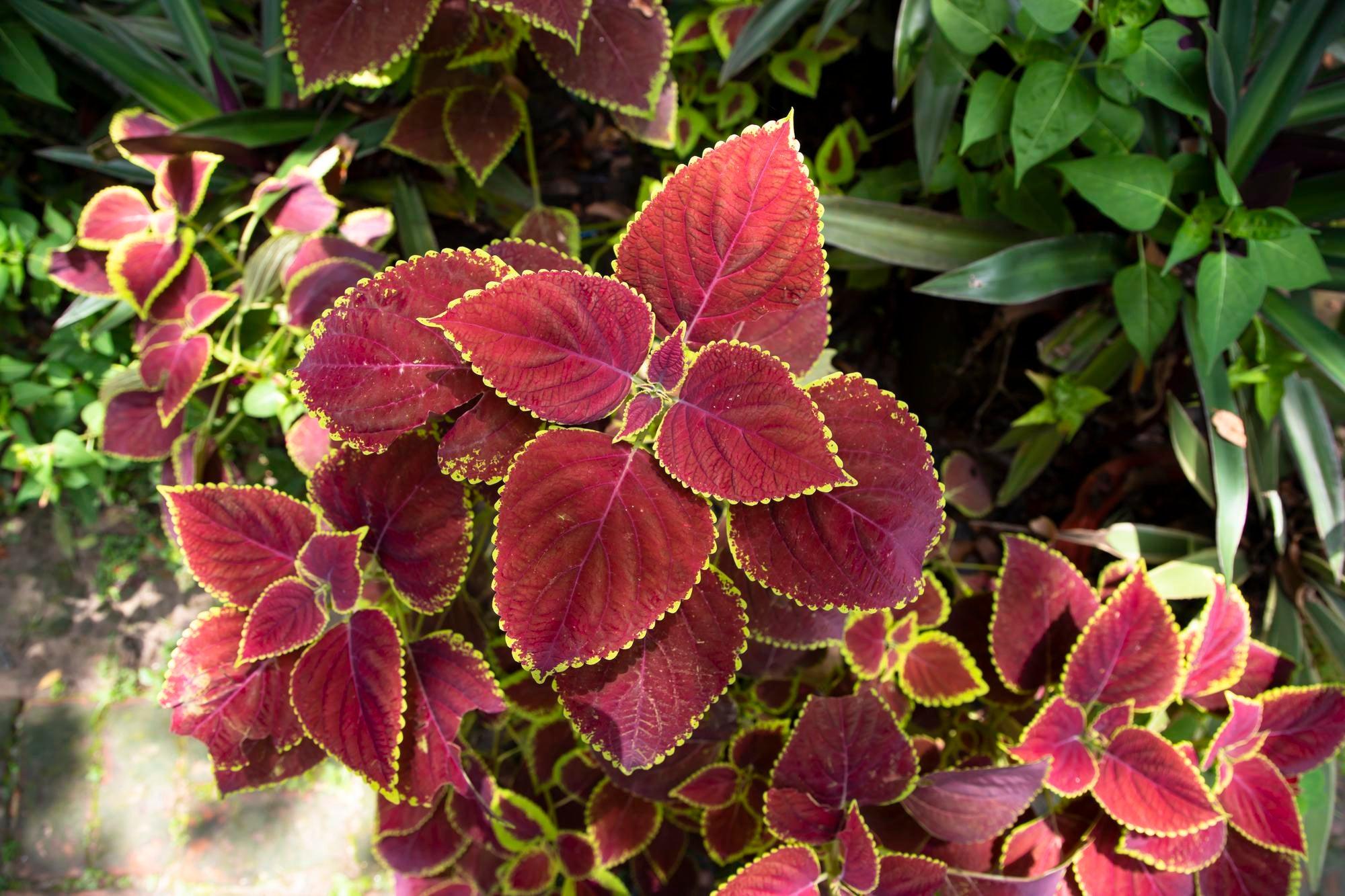 Acalypha wilkesiana Red Plant – Mapro