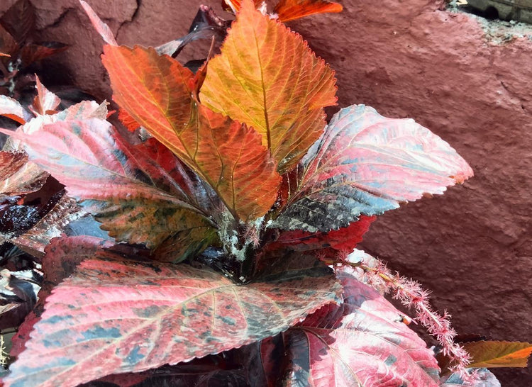 Acalypha Wilkesiana Tricolor Plant – Mapro