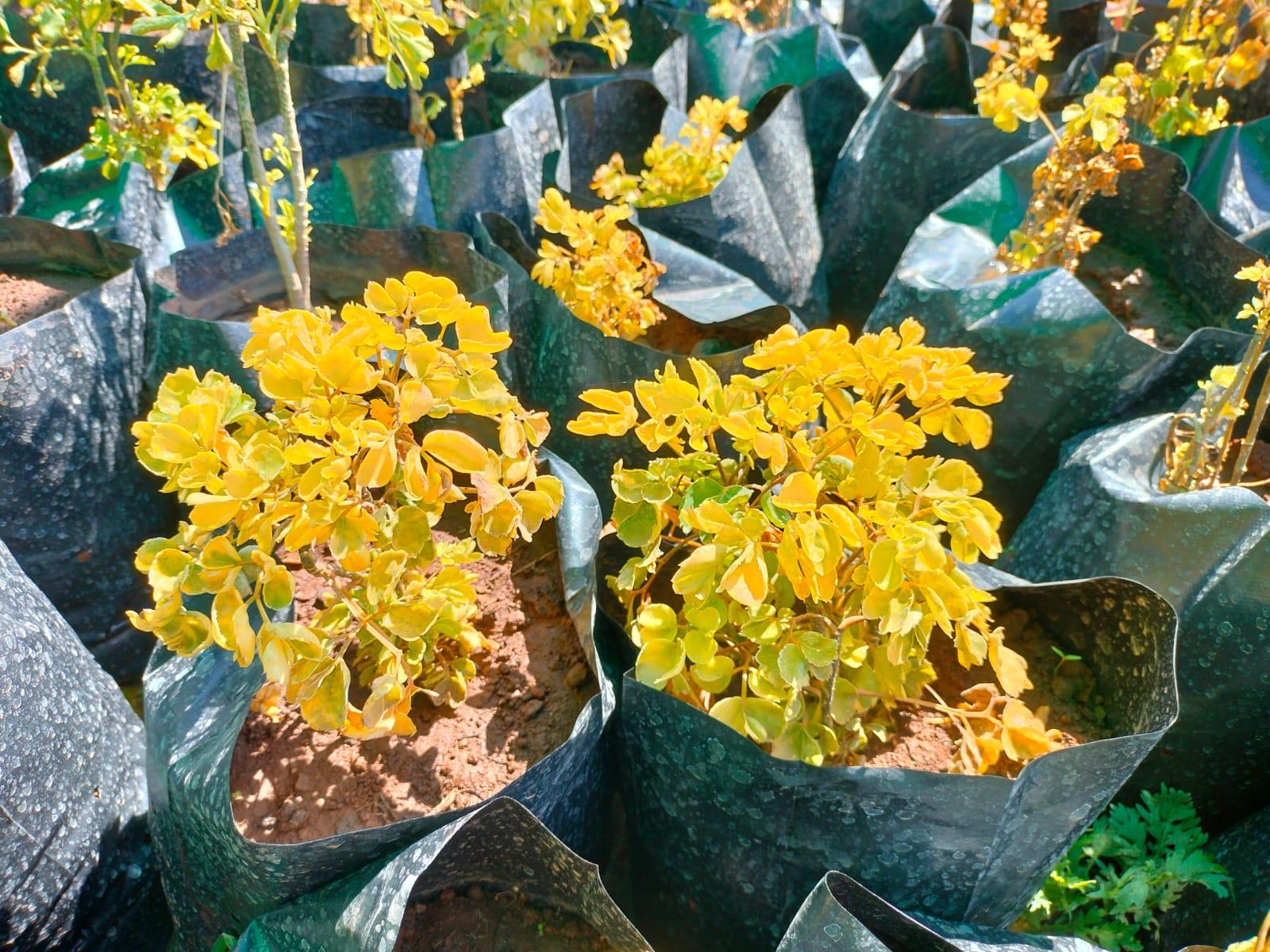 Arelia Golden Big Plant – Mapro