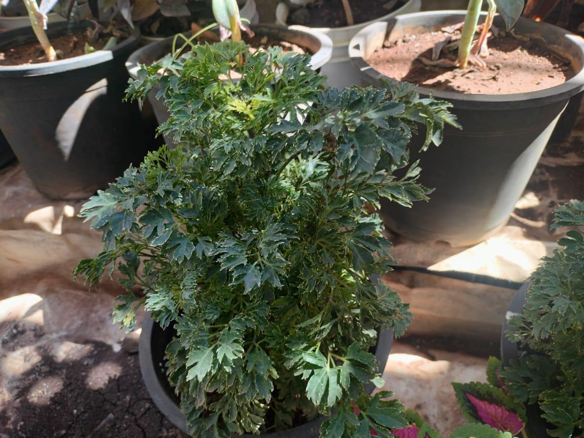 Arelia varigated – Mapro