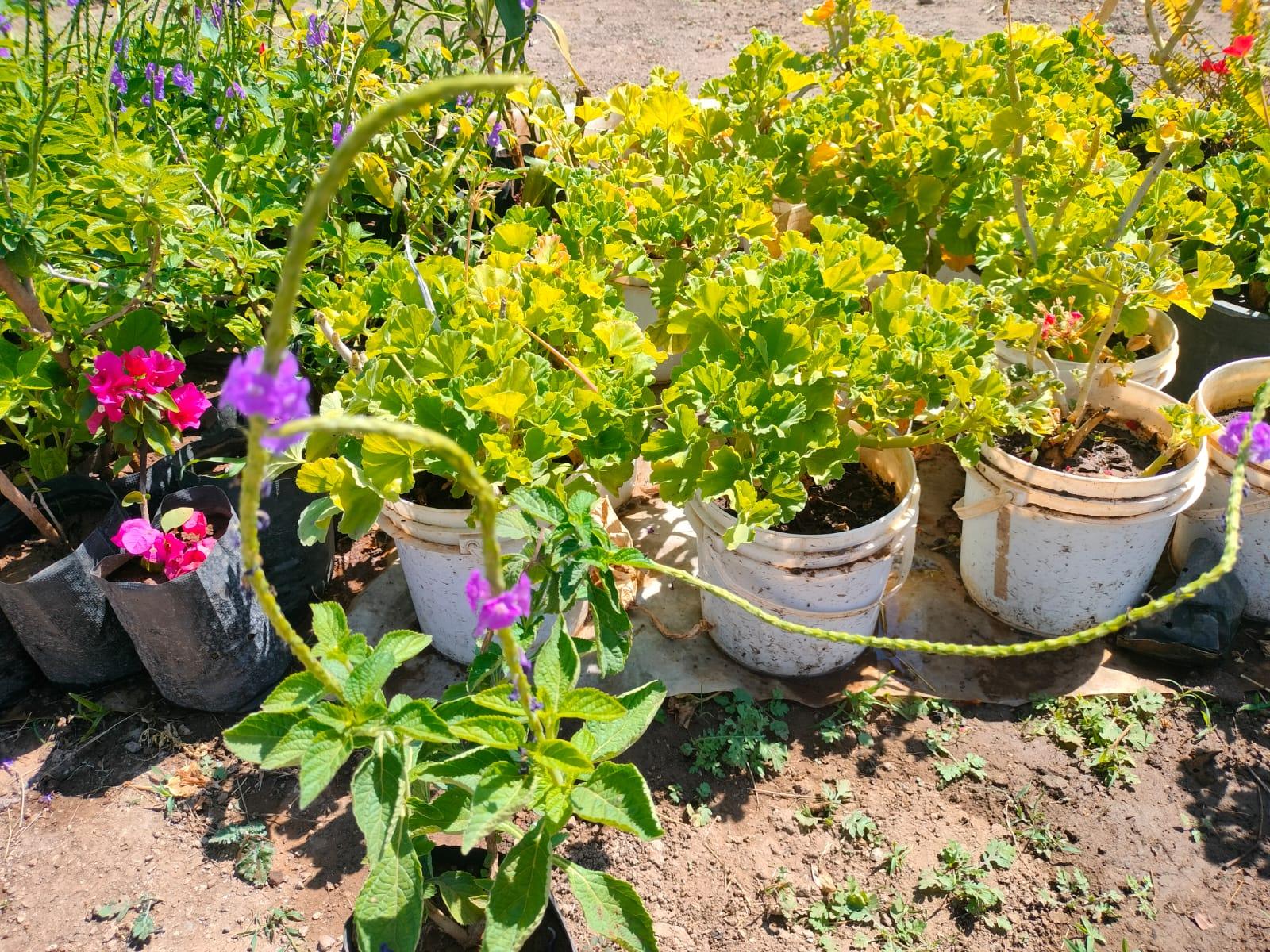 Blue Snake Weed Plant – Mapro