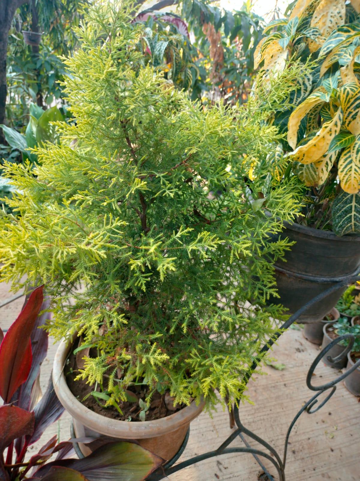Golden cypress – Mapro