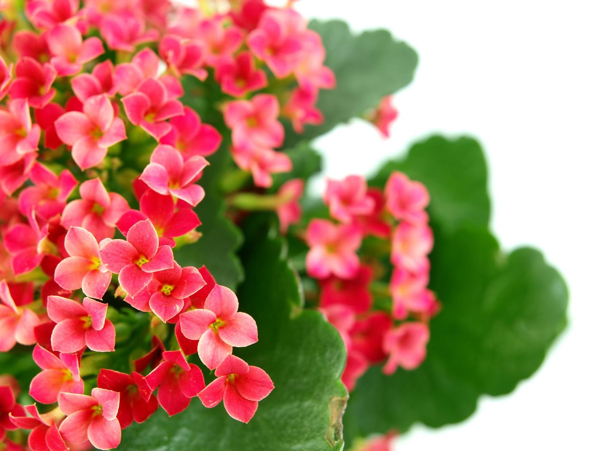 Kalanchoe – Mapro