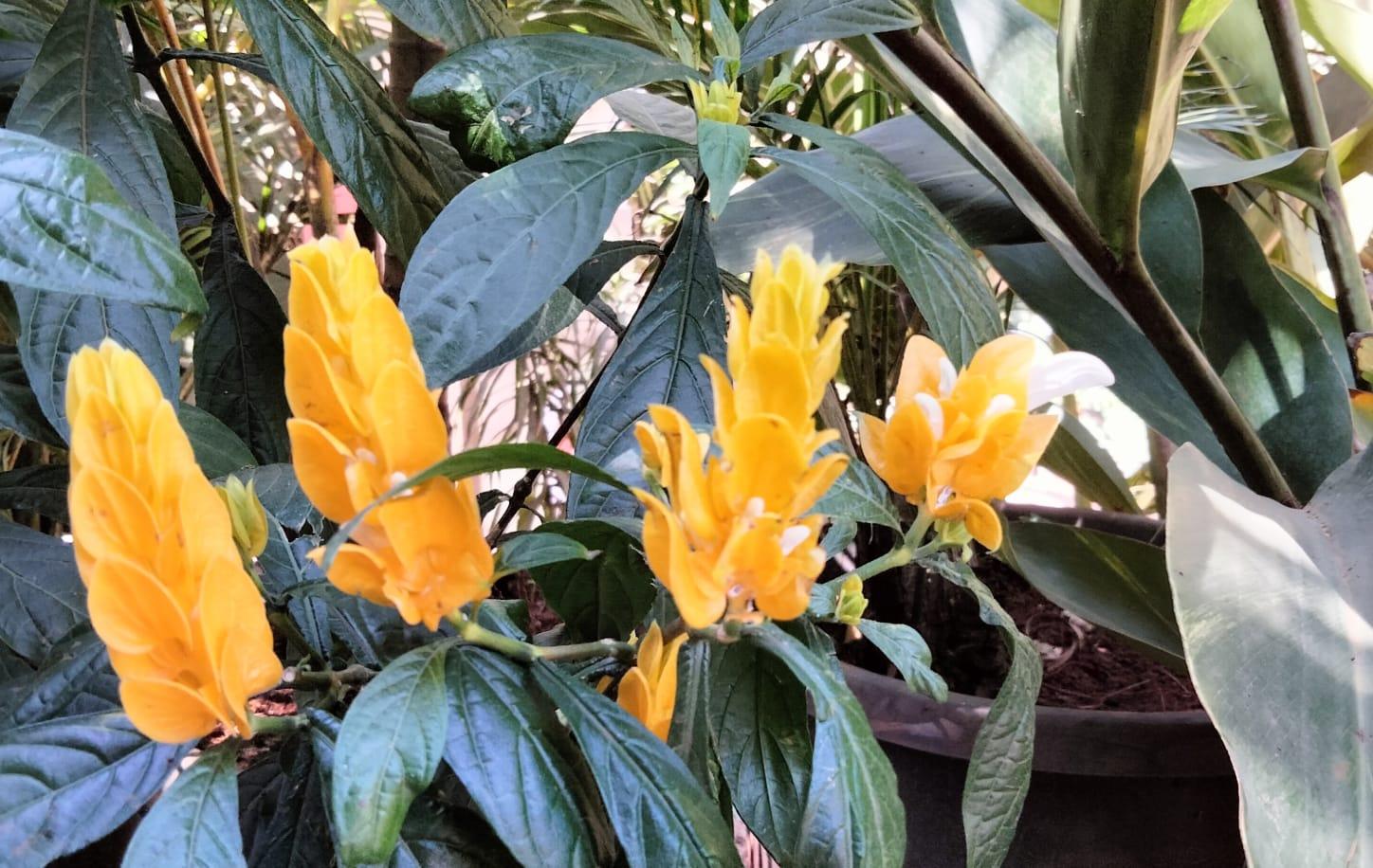 Lollipop Plant – Mapro