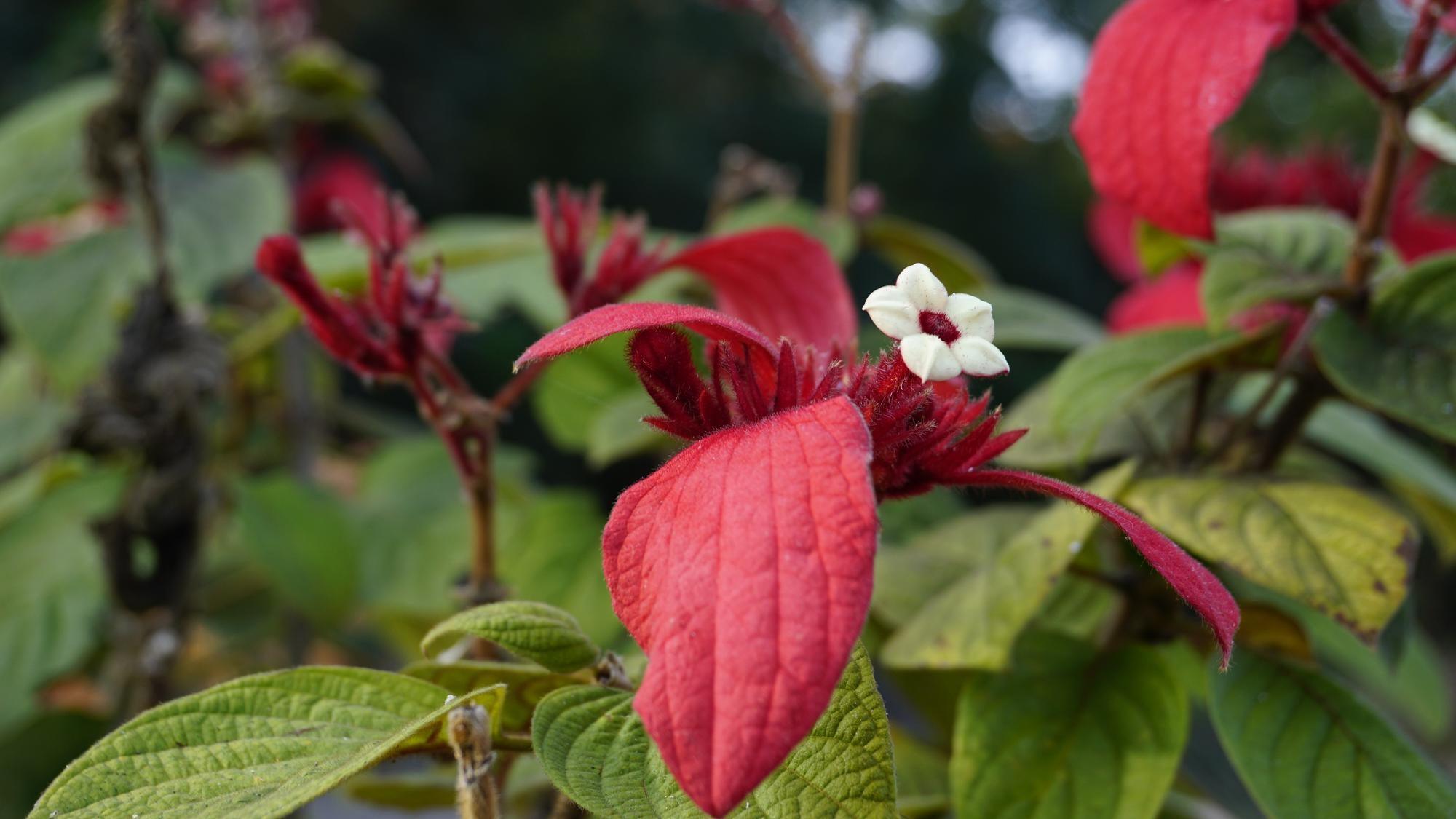 Mussaenda Plant – Mapro