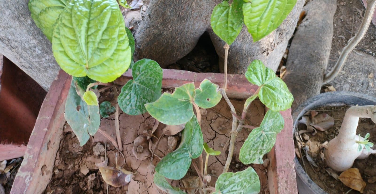 Paan Plant – Mapro