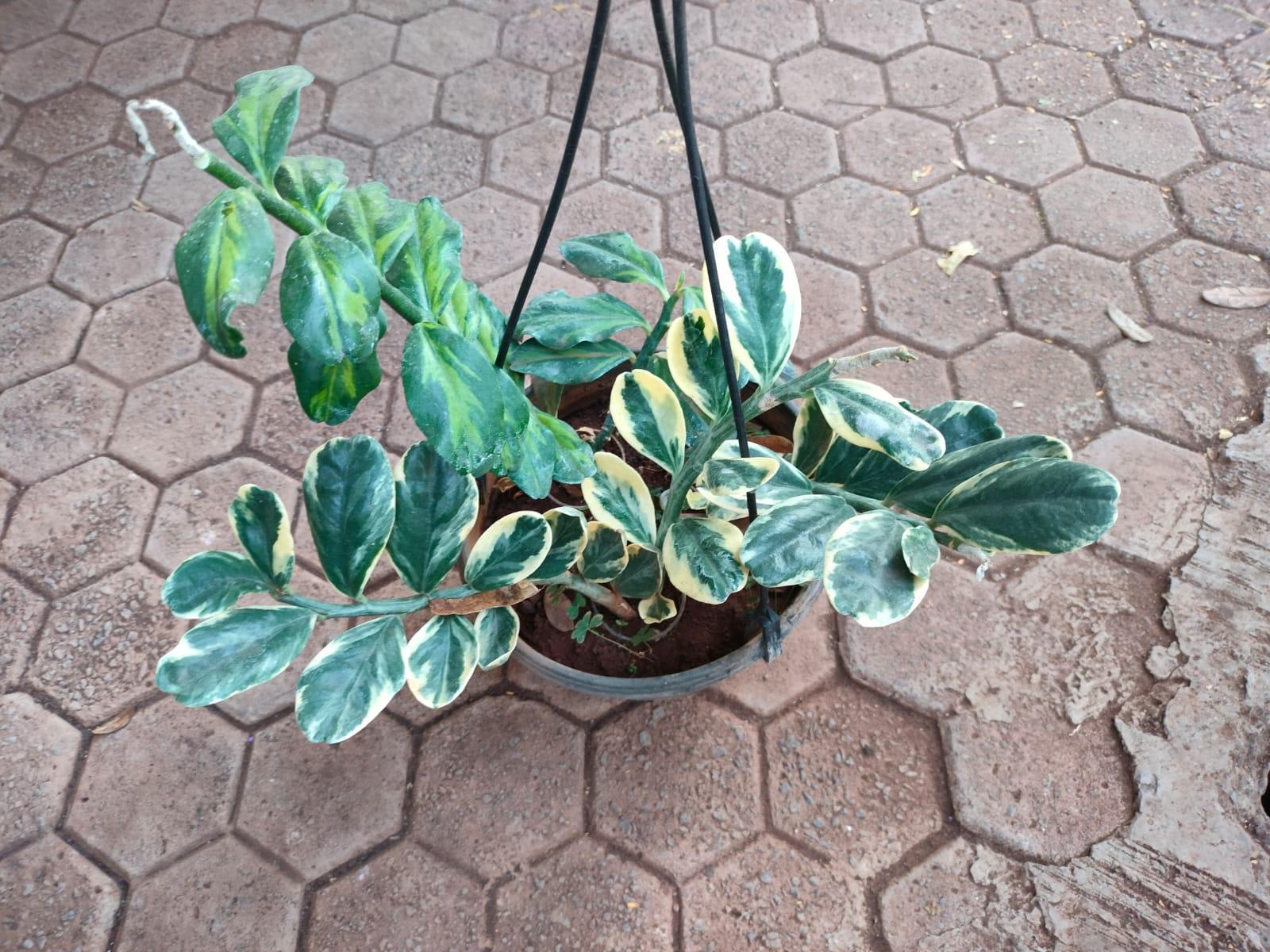 Pedilanthus Small Varigated – Mapro