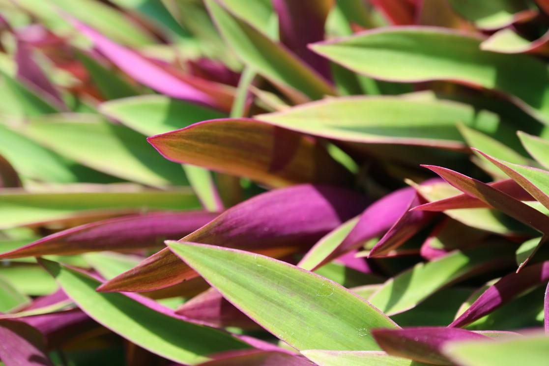 Rhoeo Plant – Mapro