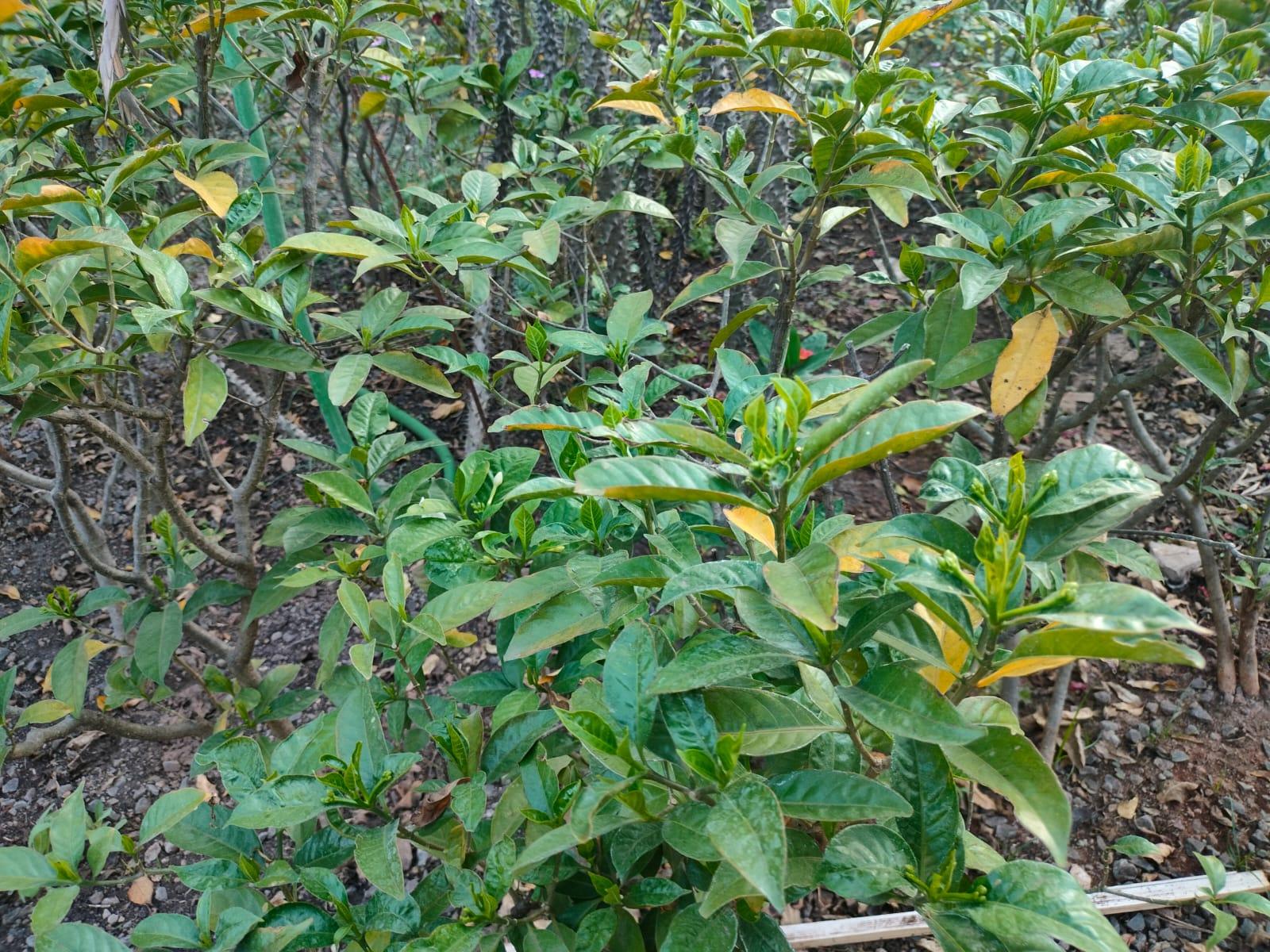 Varigated Tagar Plant – Mapro