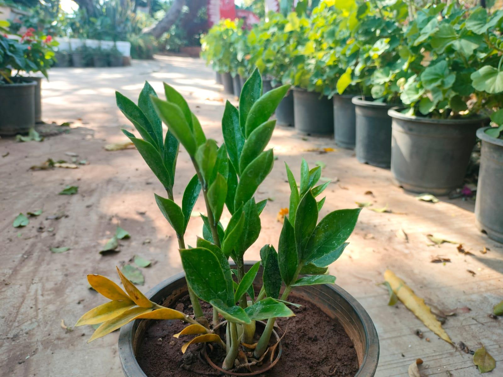 Zamia Plant – Mapro