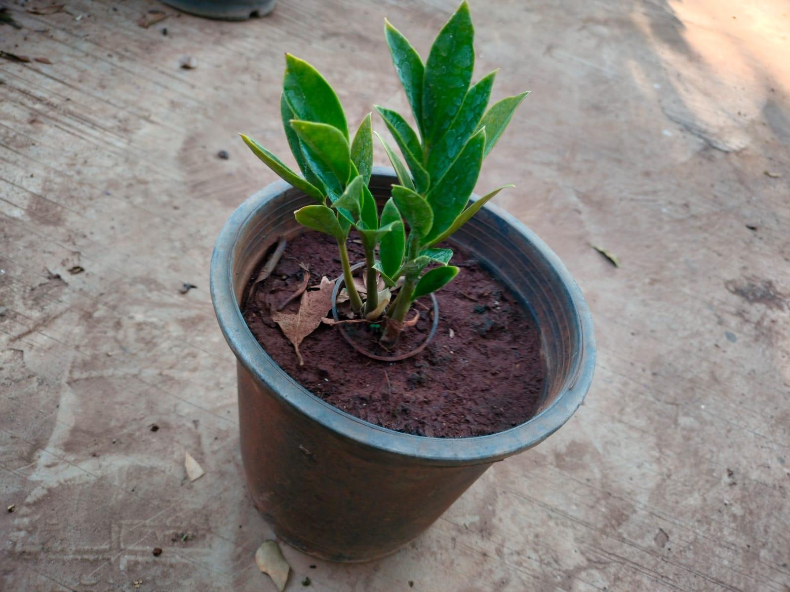 Zamiya mini – Mapro