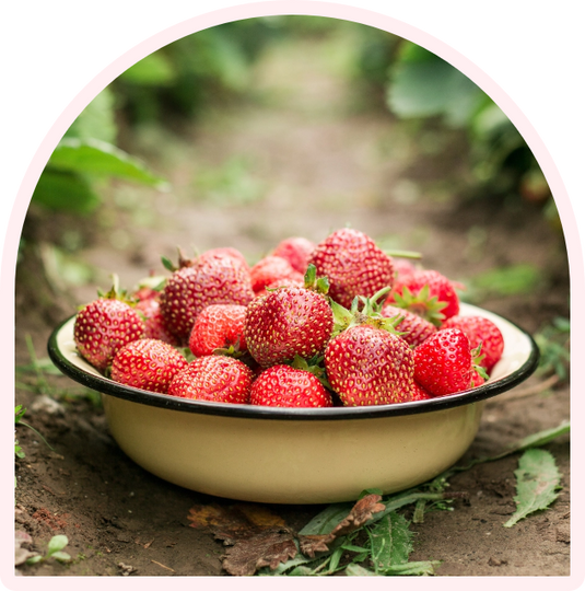 Visit Mapro Gardens At Mahabaleshwar. Panchgani & Lonavala